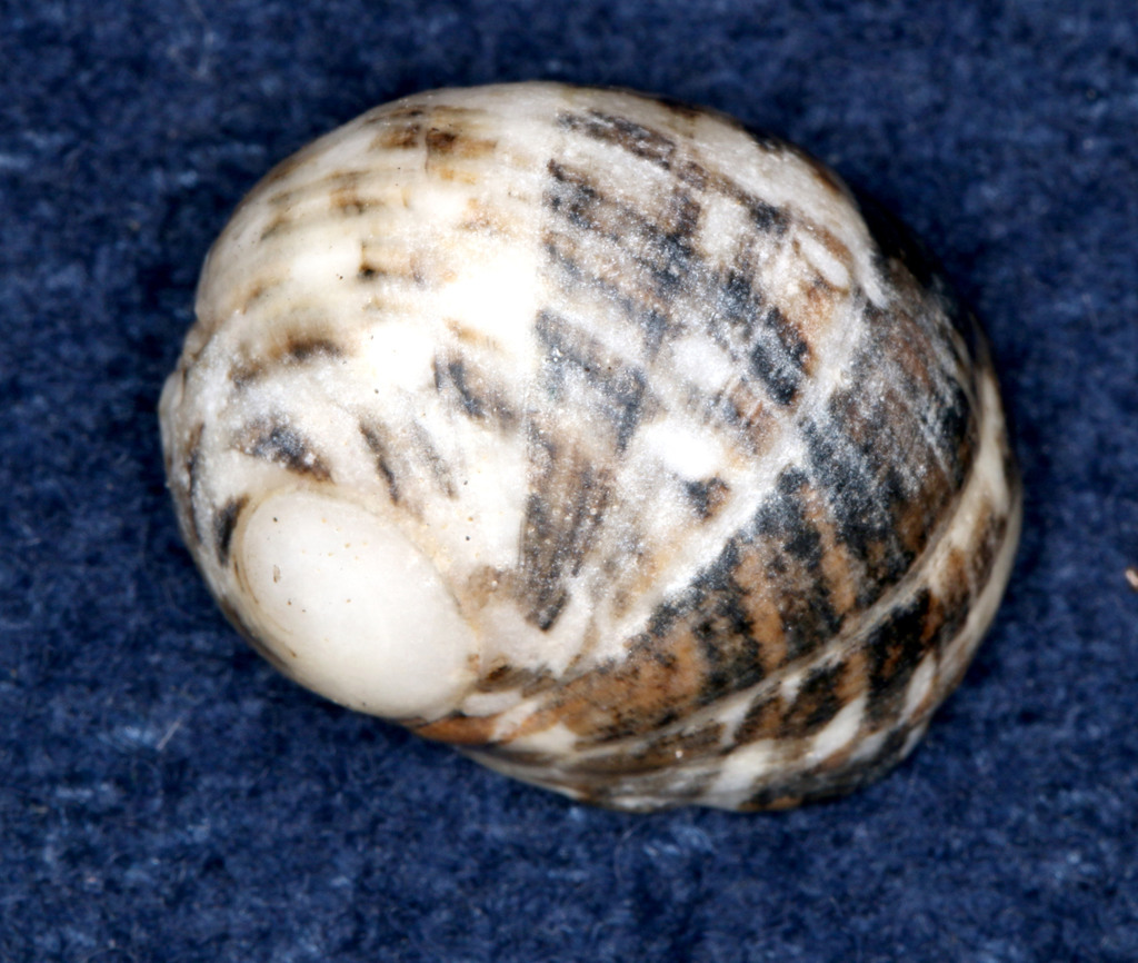 Chamaeleon Nerite from Rose Bay, Bowen, Whitsunday, QLD, Australia on ...