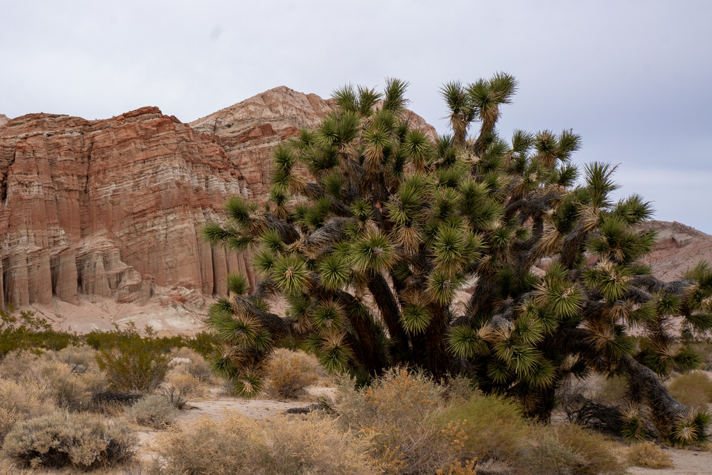 Eastern Joshua Tree from Kern County, CA, USA on December 17, 2023 at ...