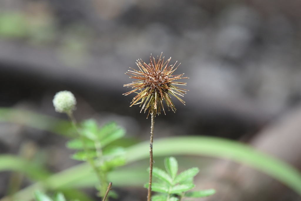Biddy-biddy from Pakenham Upper VIC 3810, Australia on December 27 ...