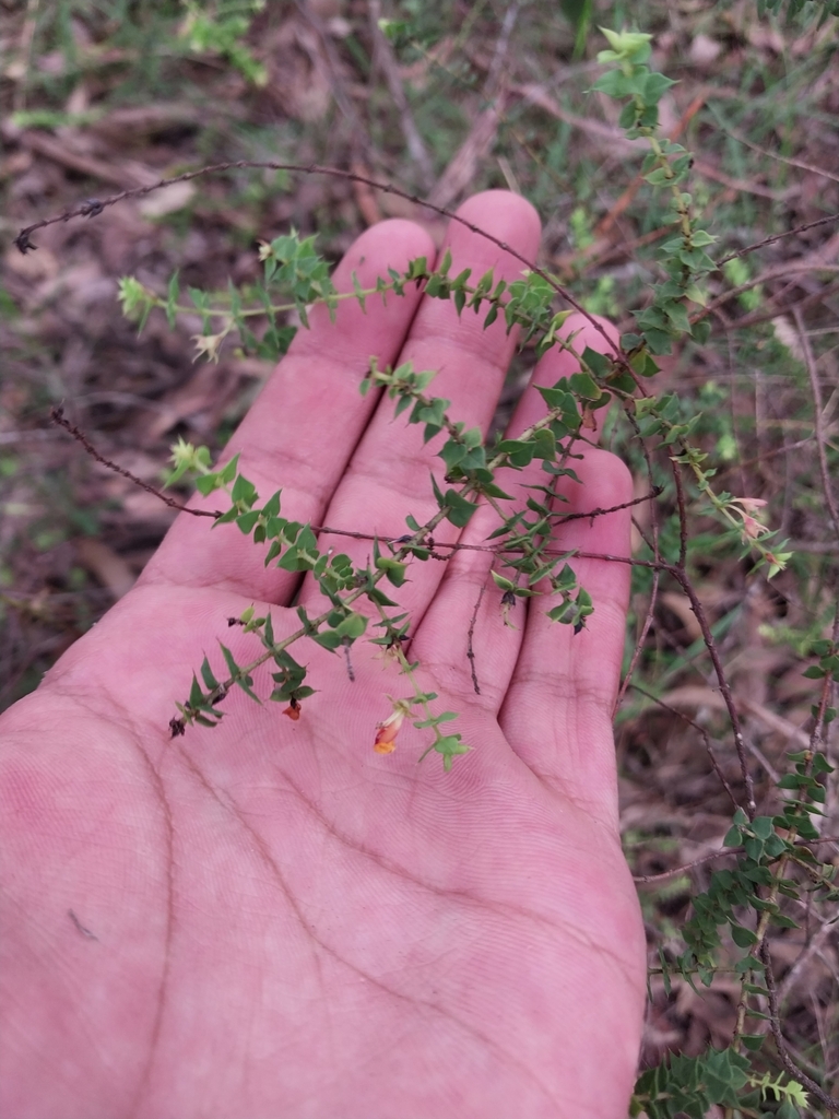 spiny bush-pea from Waterford West QLD 4133, Australia on January 5 ...