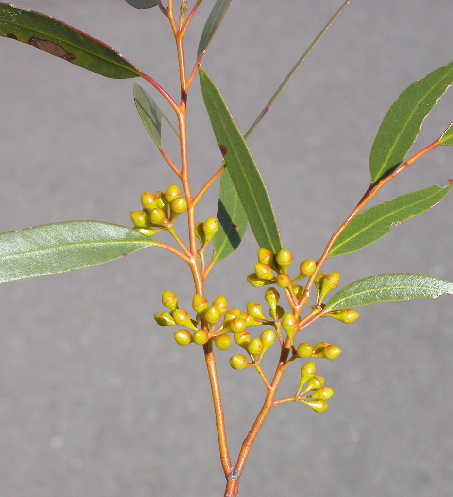 Salmon Gum (Eucalyptus salmonophloia) - Botanical Realm