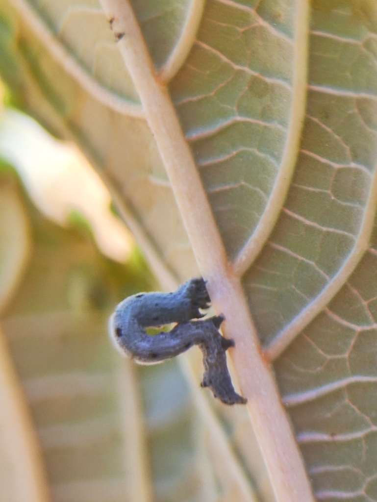 Castor Semi-looper from Vignana Kendra, Bengaluru, Karnataka, India on ...