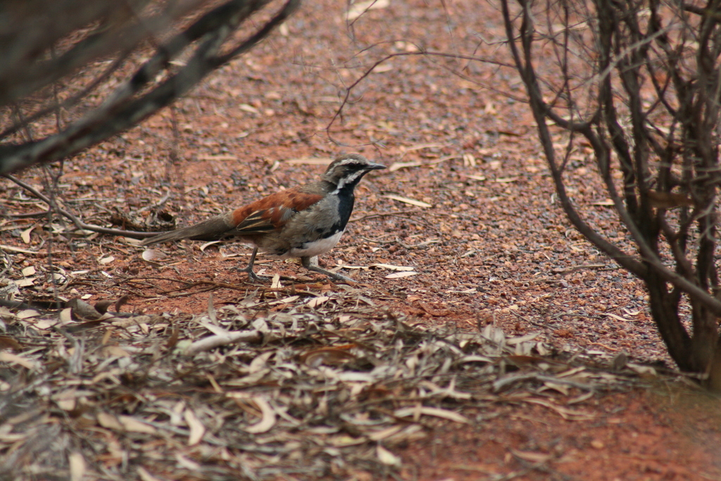 Copperback Quail-thrush from Kalgoorlie - Boulder WA, Australia on ...
