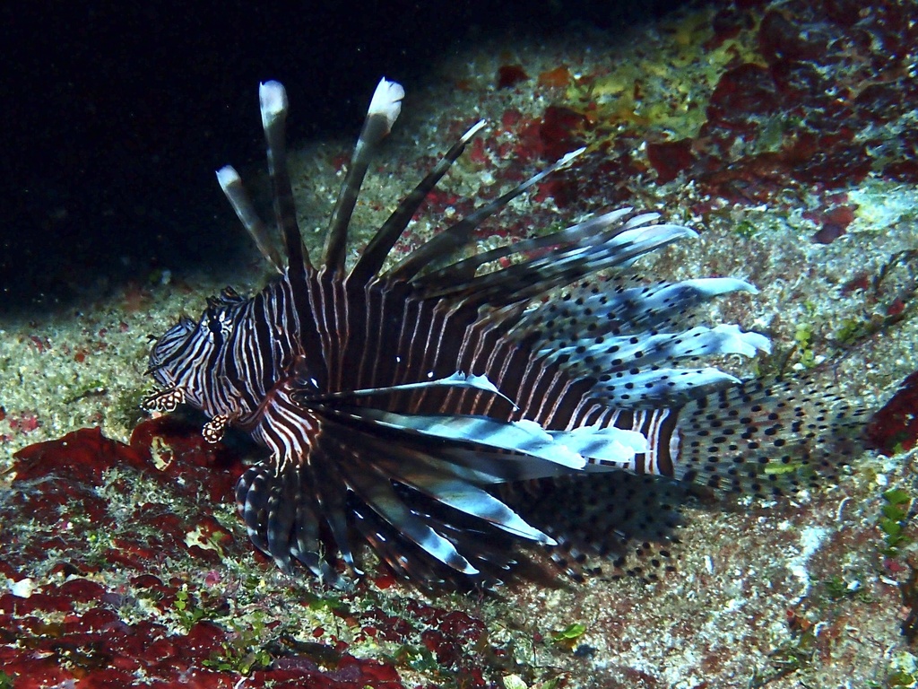 Common Lionfish from North Atlantic Ocean, KY on January 4, 2024 at 09: ...