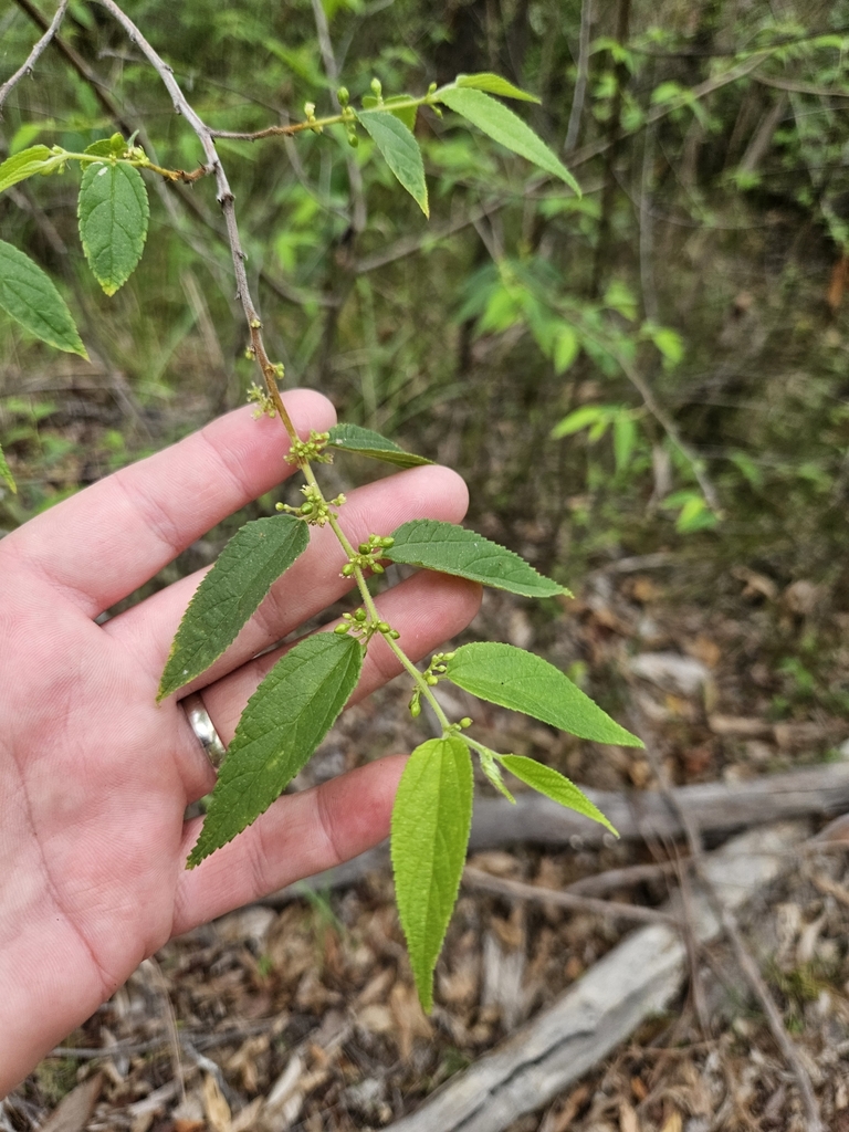 Nettle Tree from Upper Caboolture QLD 4510, Australia on January 4 ...