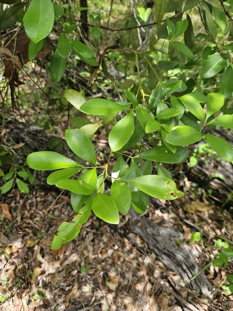 Guioa from Upper Caboolture QLD 4510, Australia on January 4, 2024 at ...