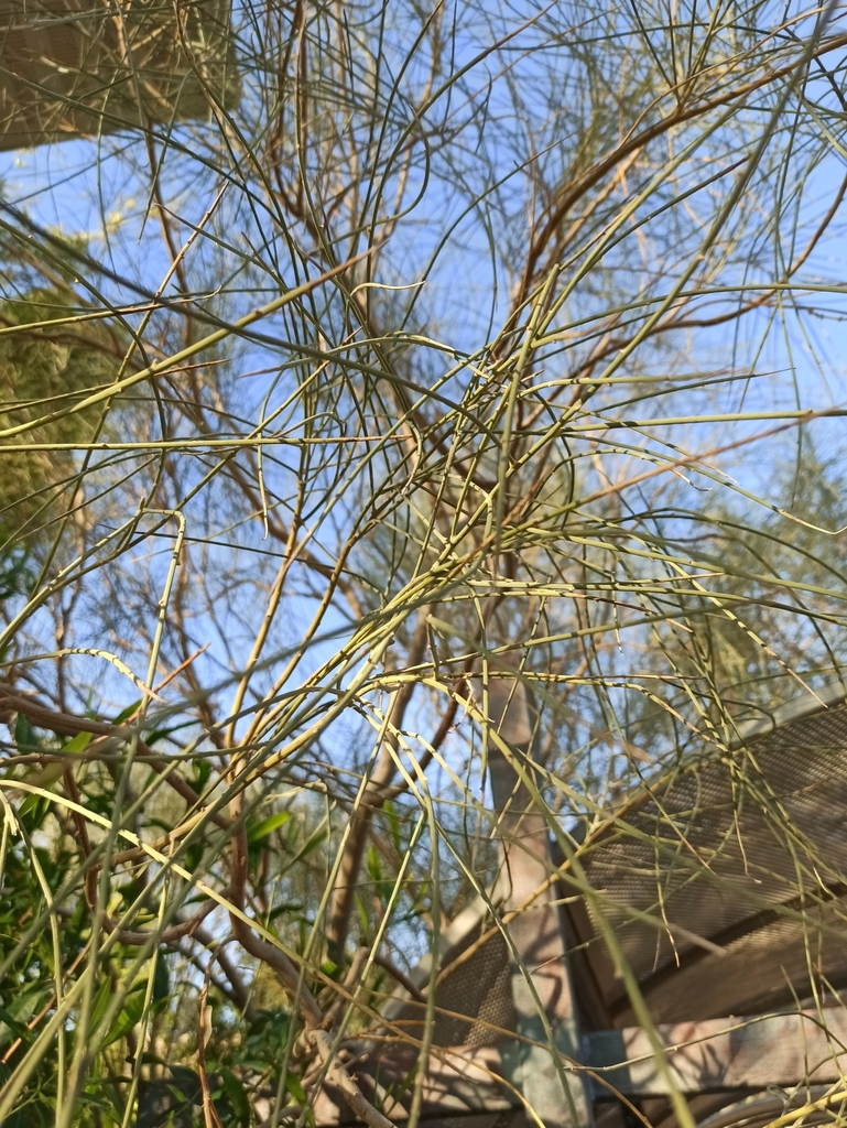 White weeping broom from HaDarom, IL on January 5, 2024 at 08:10 AM by ...