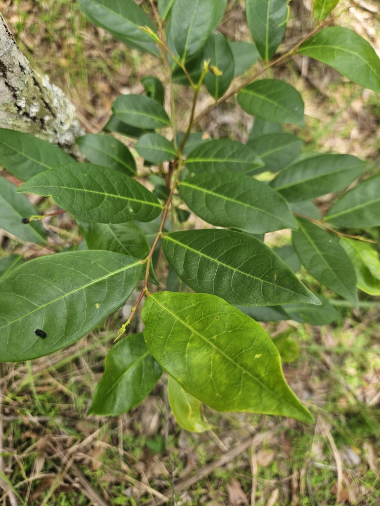 Cheese Tree from Upper Caboolture QLD 4510, Australia on January 4 ...
