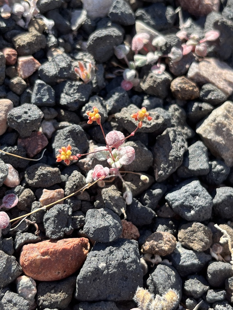 yellow turbans from Death Valley National Park, Death Valley, CA, US on ...