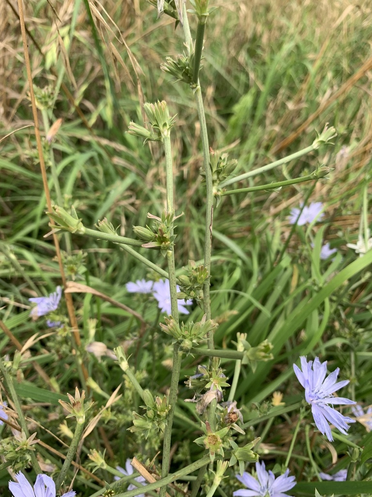 chicory from Brownlee Pl, Melba, ACT, AU on January 5, 2024 at 02:07 PM ...