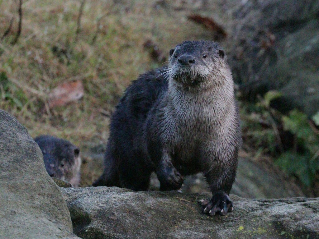 North American River Otter from Devonian Harbour Park, Vancouver, BC ...