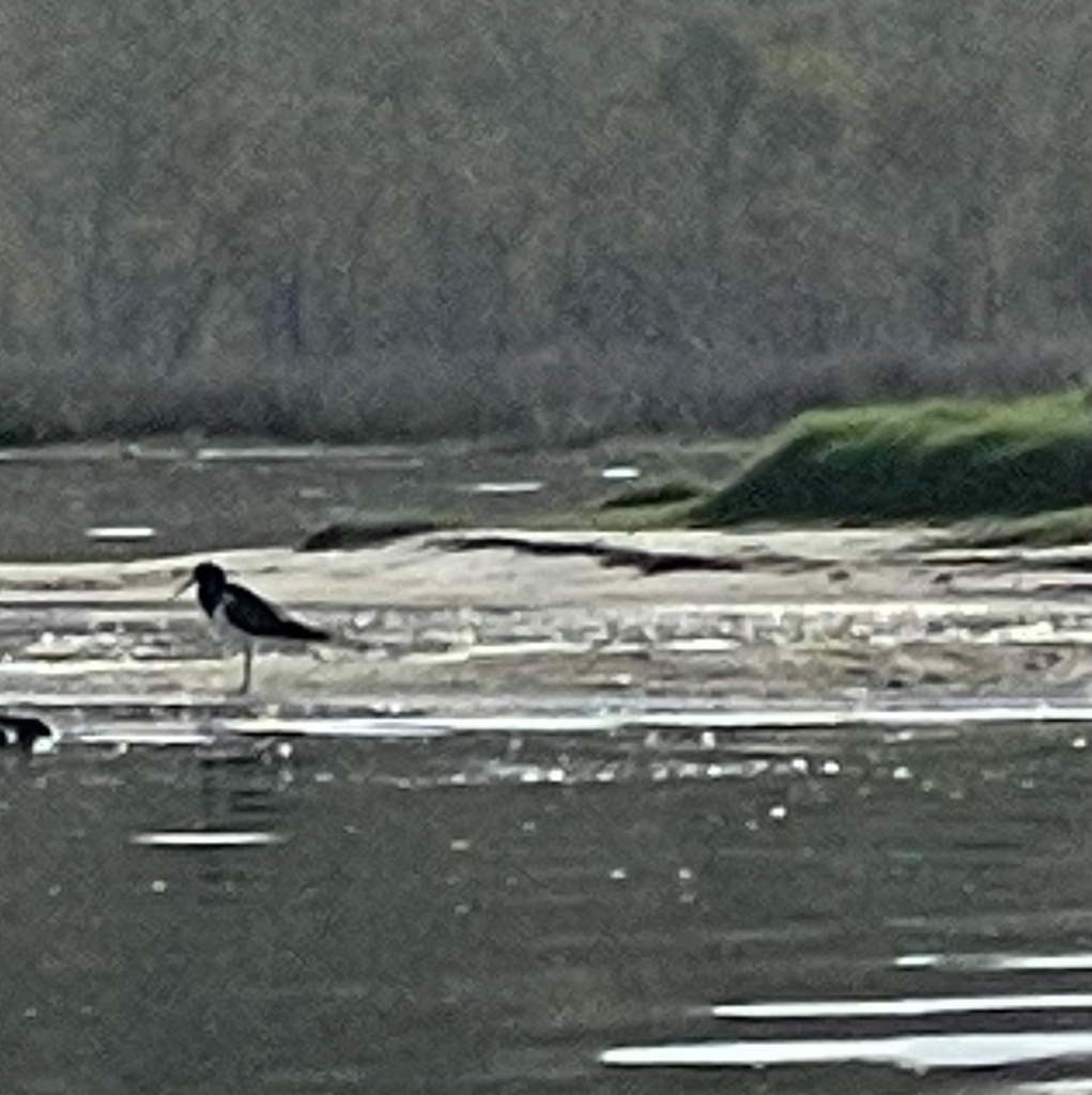 Pied Oystercatcher from Lake Innes, Lake Innes, NSW, AU on January 4 ...