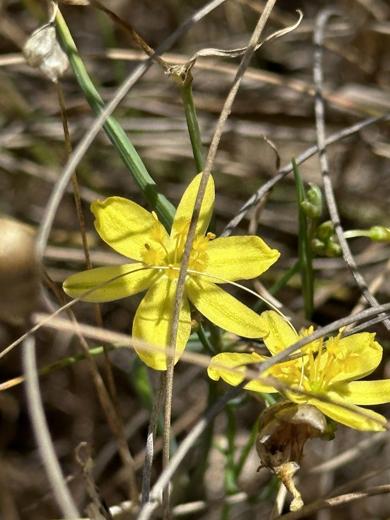 yellow rush-lily from Castlemaine Botanical Gardens, Castlemaine, VIC ...