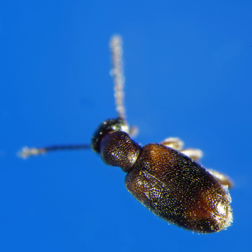 Anthicus axillaris · iNaturalist