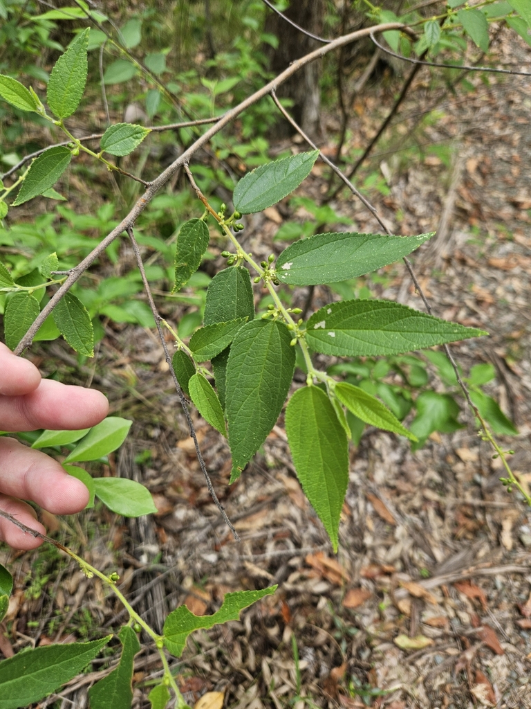 Nettle Tree from Upper Caboolture QLD 4510, Australia on January 4 ...