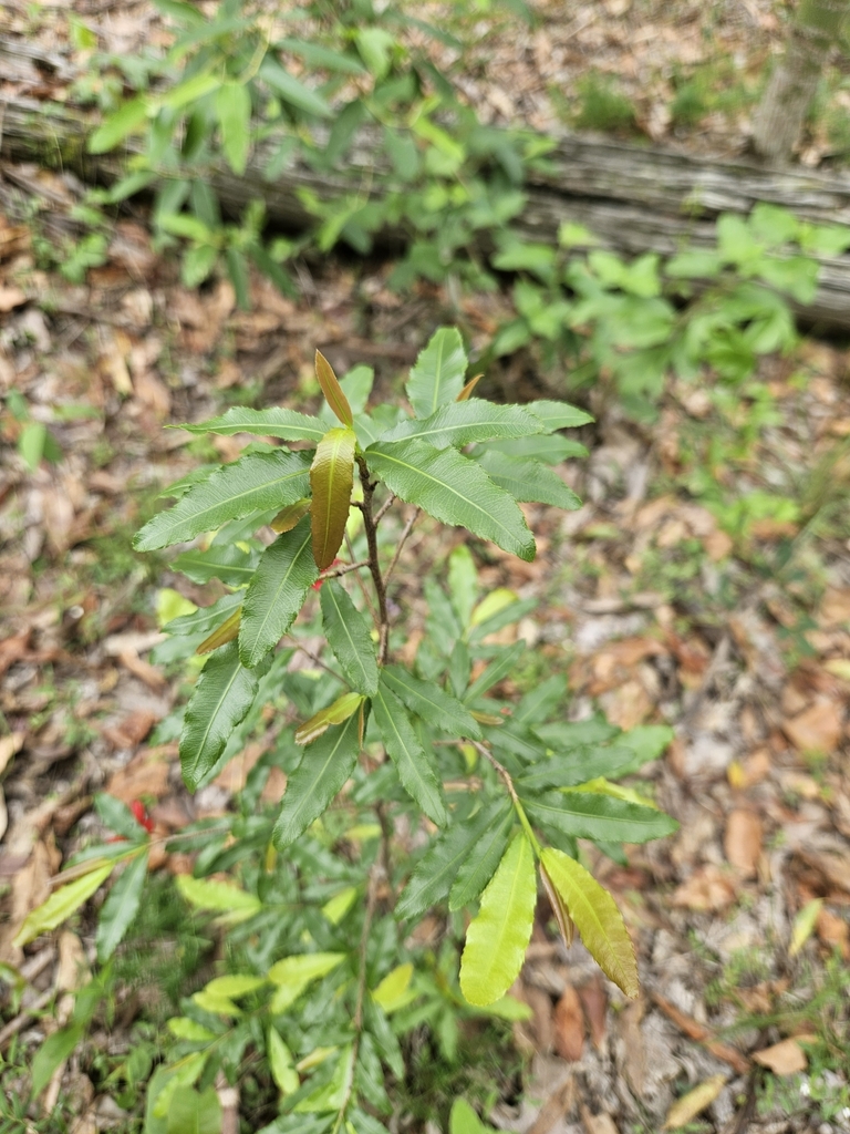 Small-leaved plane from Upper Caboolture QLD 4510, Australia on January ...