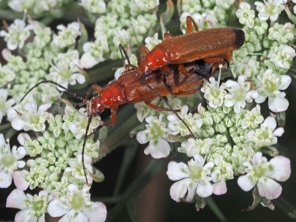 Common Red Soldier Beetle from Bilbao Airport, Biscay, Spain on June 14 ...