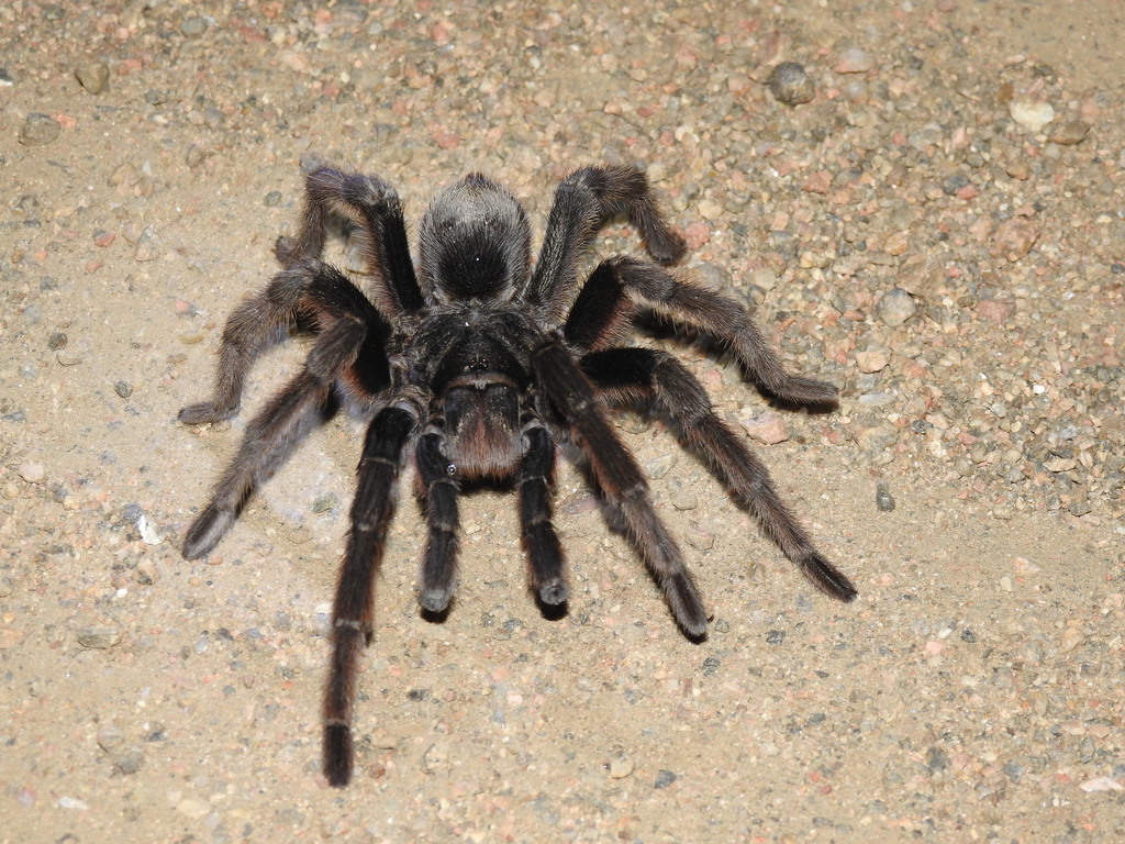 Brazilian Giant Tawny Red Tarantula from Piriapolis, Departamento de ...