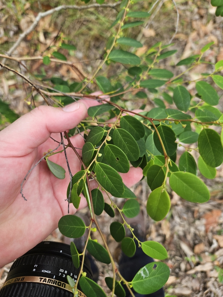 coffee bush from Upper Caboolture QLD 4510, Australia on January 4 ...