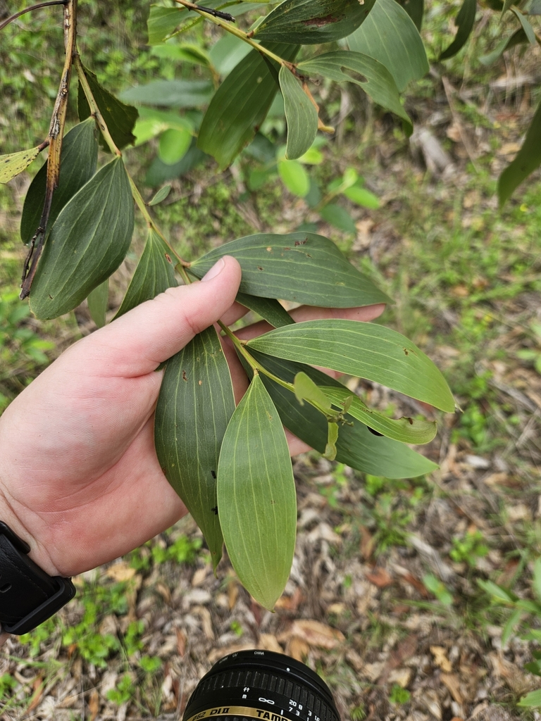 flat-stemmed wattle from Upper Caboolture QLD 4510, Australia on ...