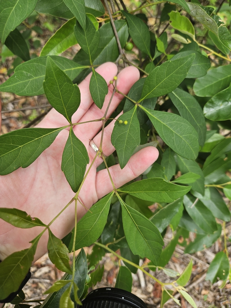 Pepper Vine from Upper Caboolture QLD 4510, Australia on January 4 ...