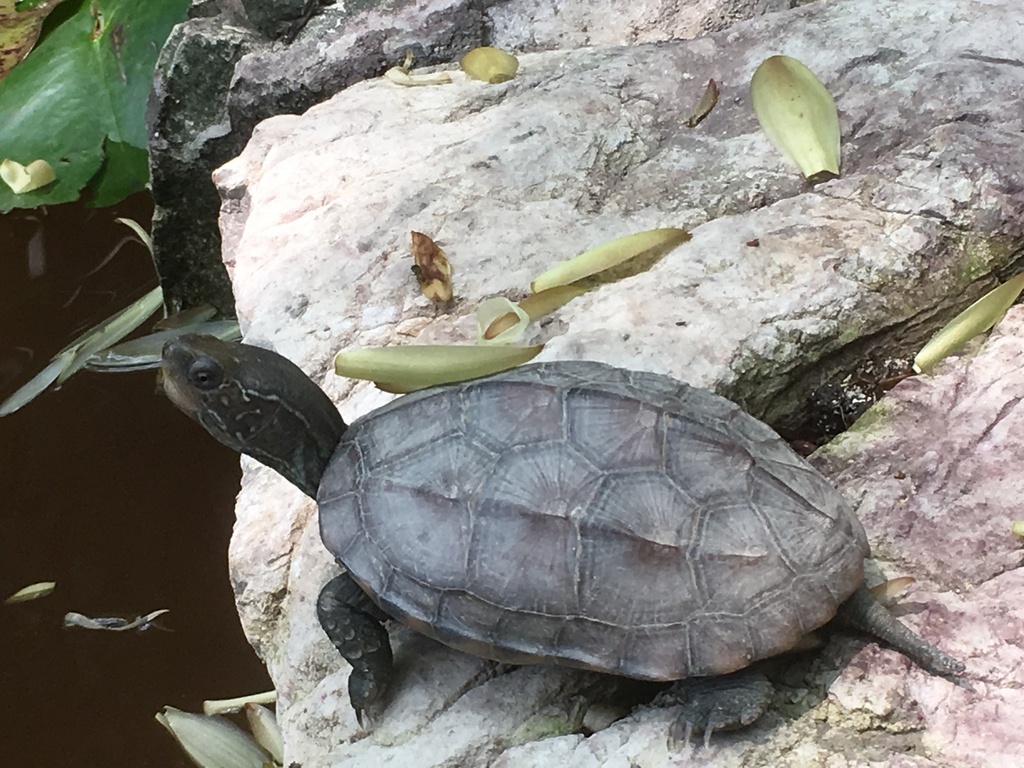 Chinese Pond Turtle in May 2020 by amicius · iNaturalist