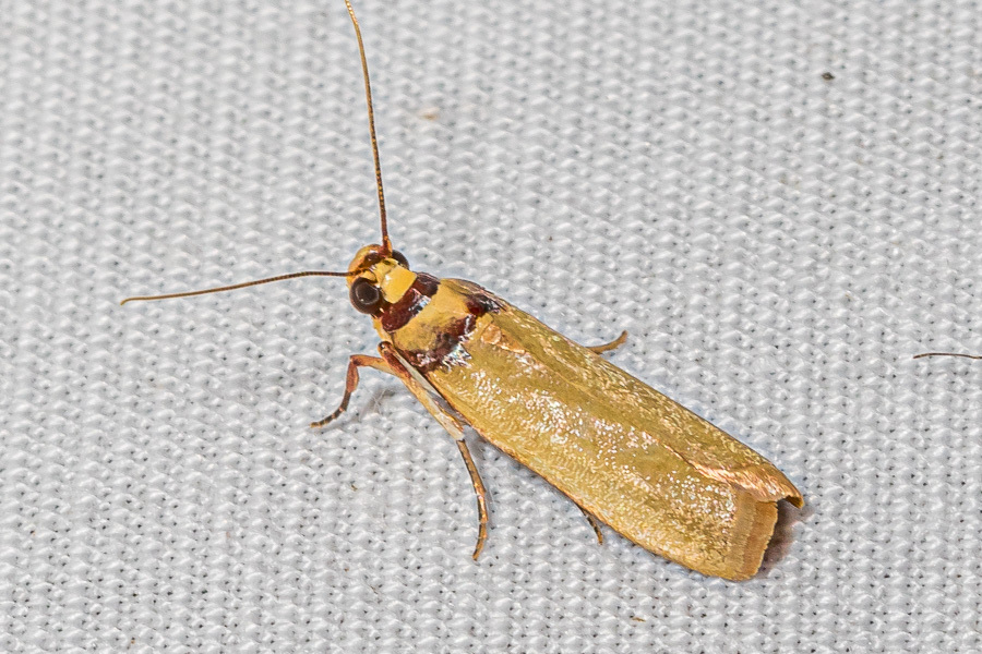 Volobilis chloropterella from San Sai on December 2, 2023 at 02:29 PM ...