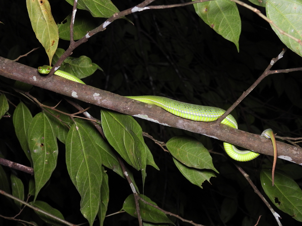 Chinese Green Tree Viper in November 2023 by abujudy · iNaturalist