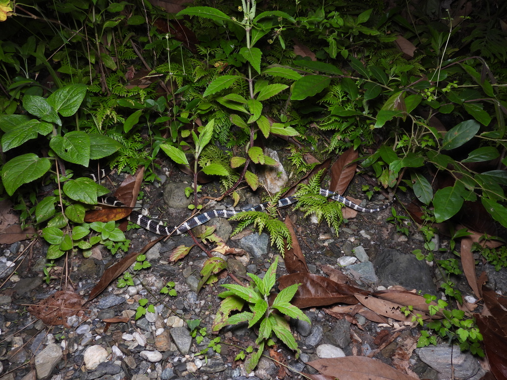 Bungarus multicinctus multicinctus in November 2023 by abujudy ...