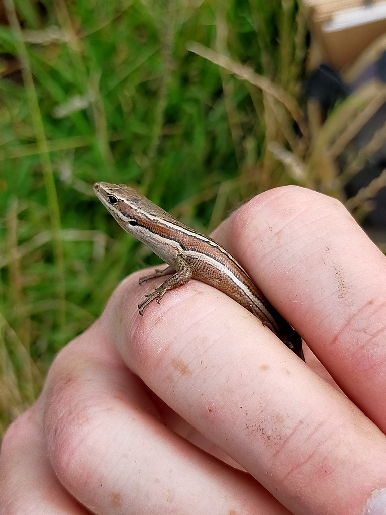 Moko Skink in January 2024 by theovannoort · iNaturalist