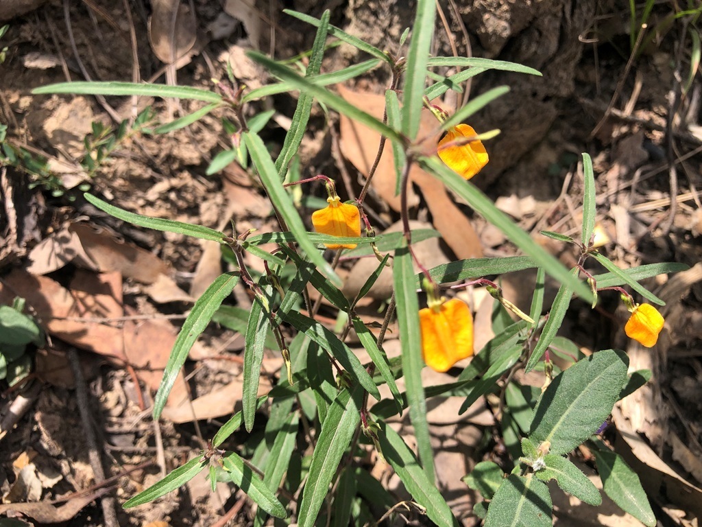 spade flower from Stockyard QLD 4344, Australia on January 5, 2024 at ...
