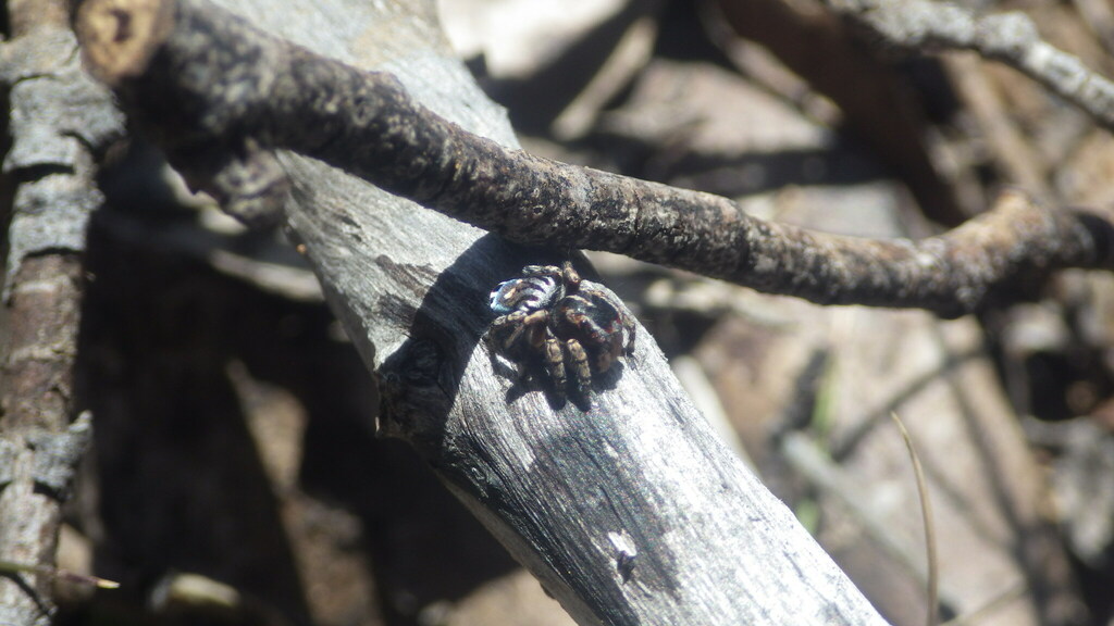 Harris's Jumping Spider from Wellington Park TAS 7054, Australien on ...