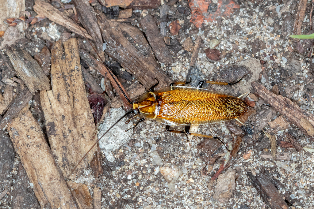 Balta bicolor from Melbourne VIC, Australia on January 4, 2024 at 10:40 ...