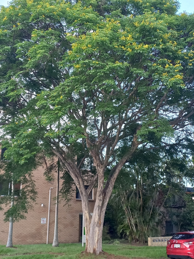 legumes, milkworts, and allies from Coorparoo QLD 4151, Australia on ...