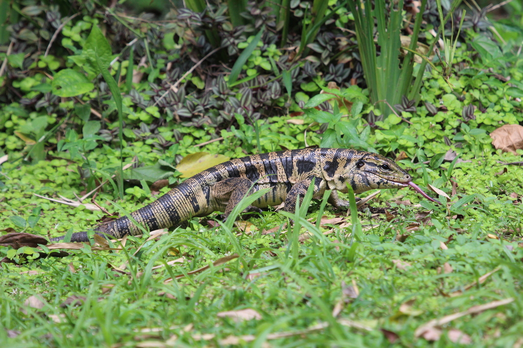 Cryptic Golden Tegu from Tunapuna/Piarco Regional Corporation, Trinidad ...