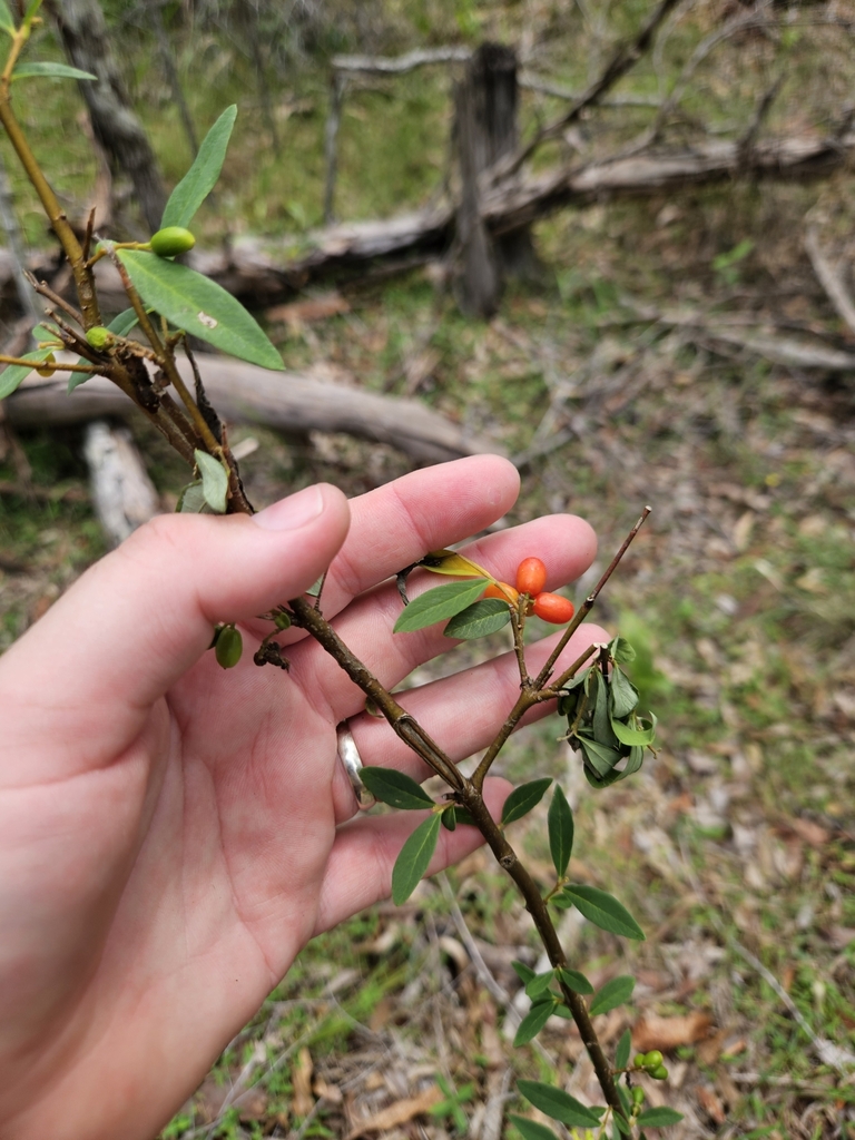 Bootlace Plant from Upper Caboolture QLD 4510, Australia on January 4 ...
