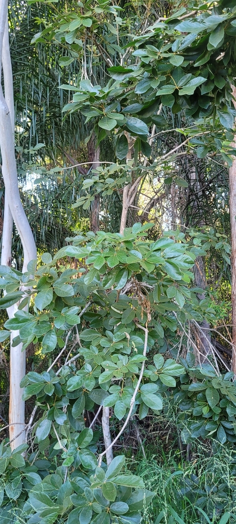 golden trumpet tree from Heritage Park QLD 4118, Australia on January 5 ...
