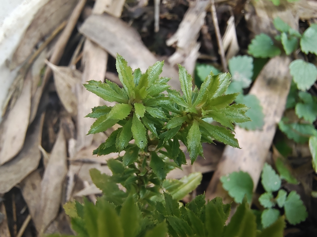 Toothed clubmoss from Yichun, CN-JX, CN on January 5, 2024 at 02:56 PM ...