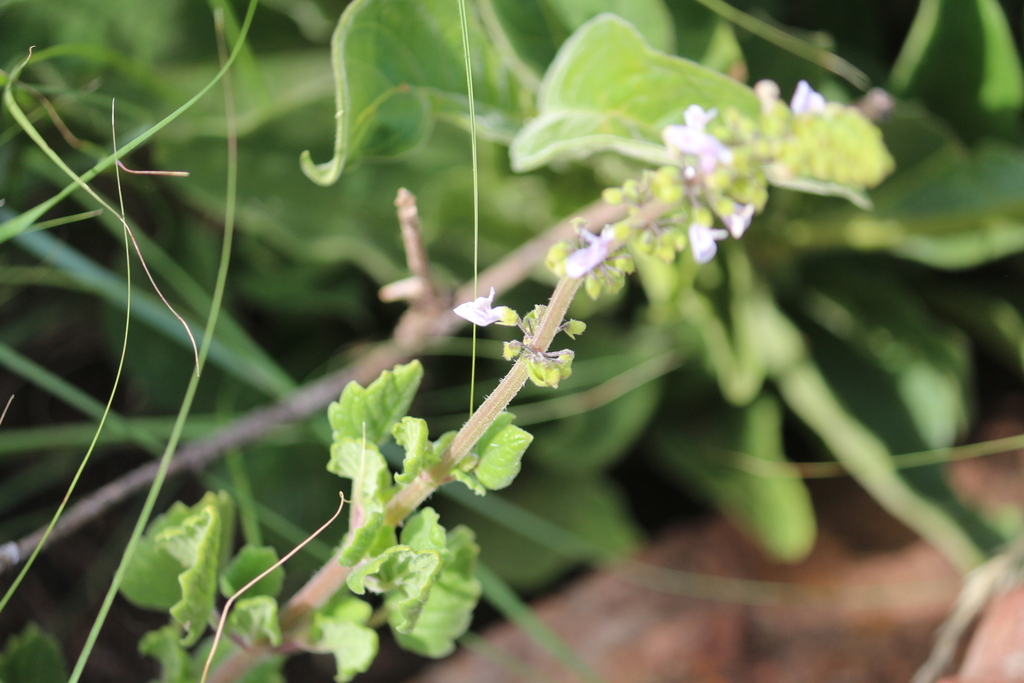 Vicks Plant from West Rand District Municipality, South Africa on ...