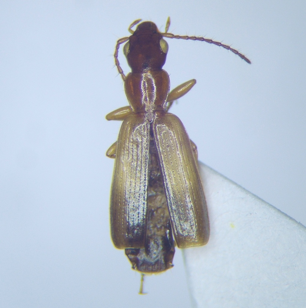 Paradromius linearis from Derbent, RU-DA, RU on May 26, 2023 by ...