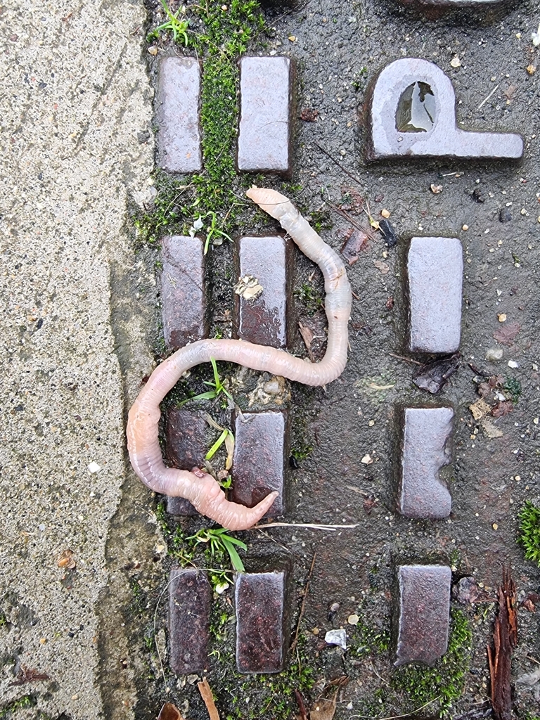 Lumbricid Earthworms from Chiswick, London, UK on 05 January, 2024 at ...