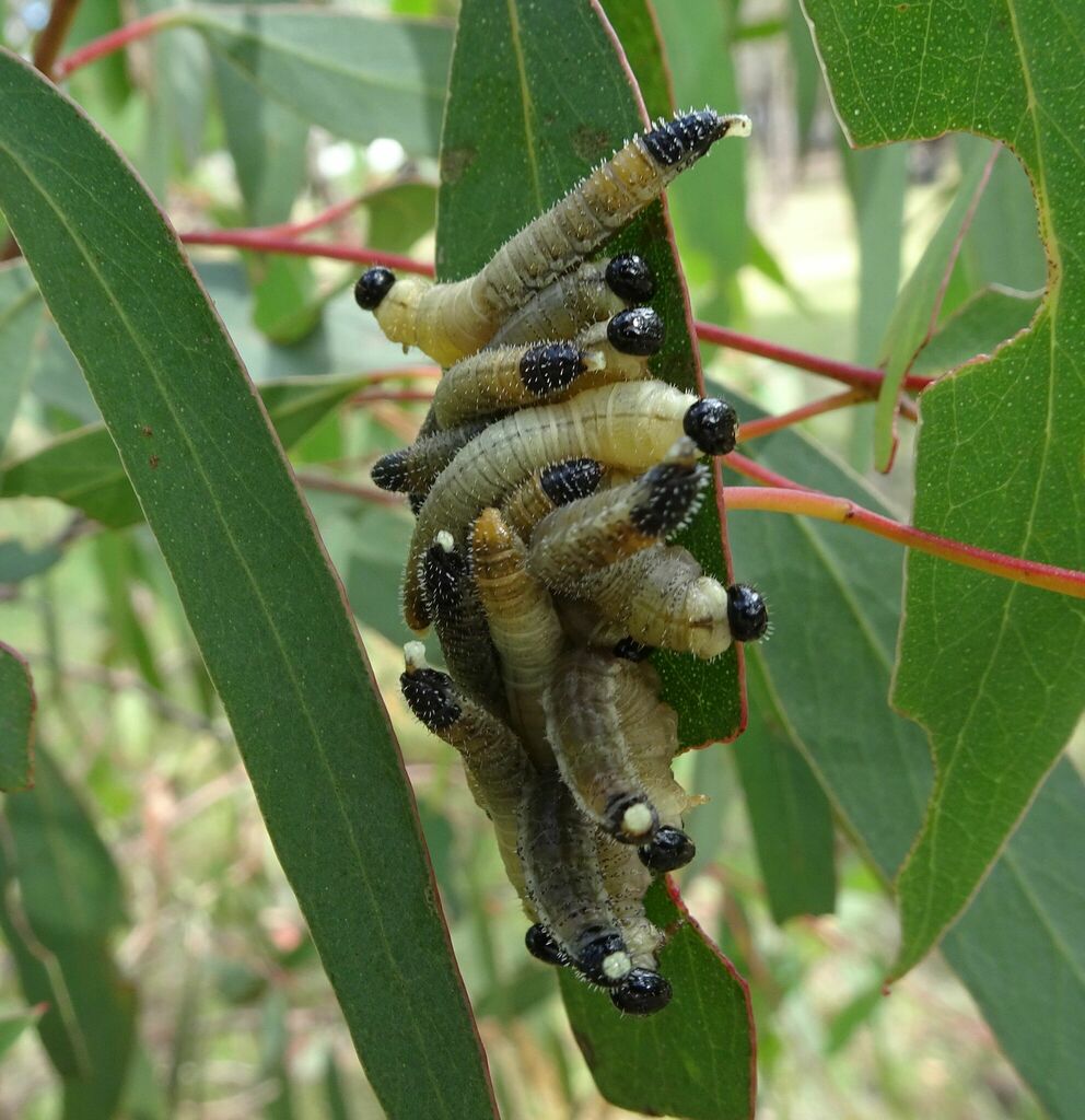 Spitfire Sawfly from Lal Lal VIC 3352, Australia on January 5, 2024 at ...