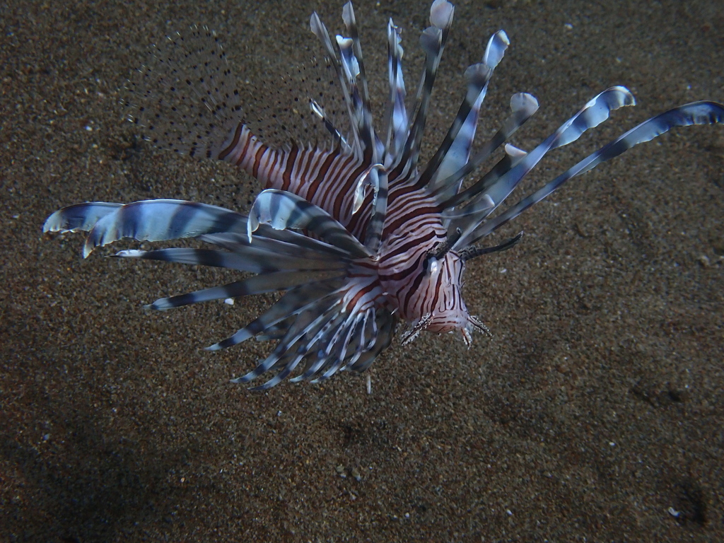 Common Lionfish from Dauin, PH-NR, PH on January 5, 2024 at 05:14 PM by ...