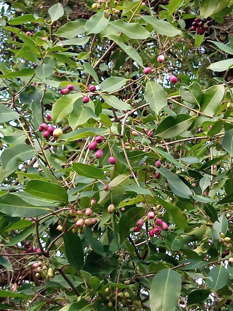 Water Pear from Borena, Ethiopia on April 23, 2019 at 06:18 PM by ...