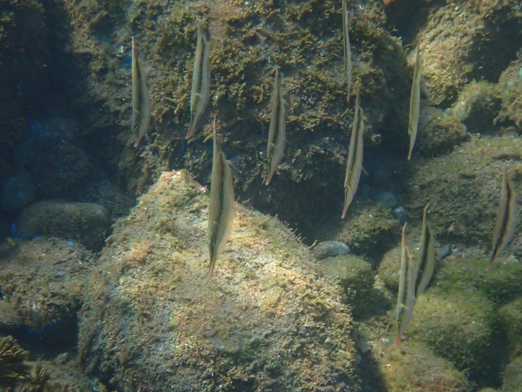 Jointed Razorfish from Negros Oriental, PH on January 5, 2024 at 06:06 ...