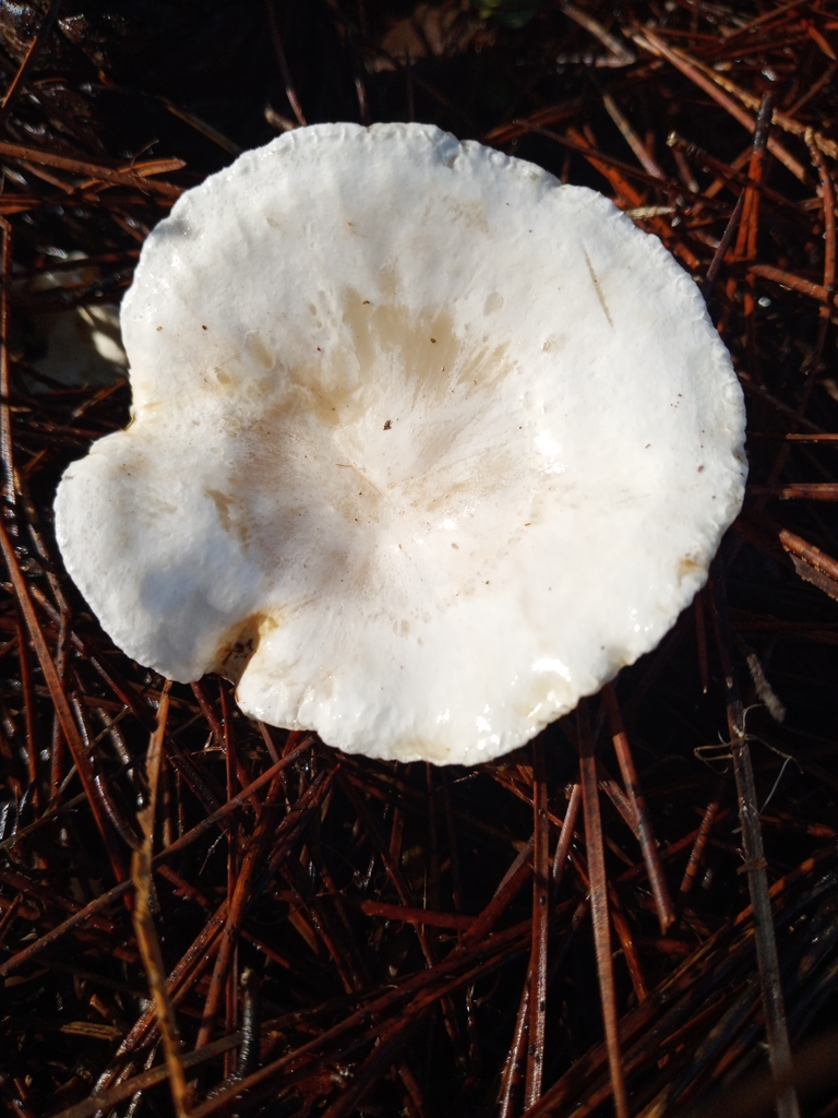 Ivory Funnel from Algı, 48100 Menteşe/Muğla, Türkiye on January 5, 2024 ...
