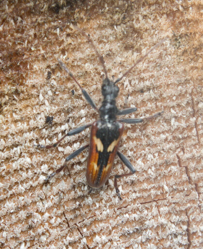 Two-banded Longhorn Beetle from Autonomous Province of Trento, Italy on ...