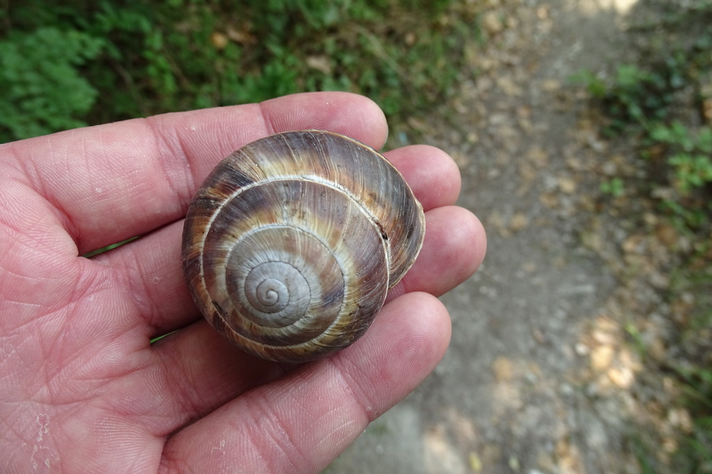Turkish Snail from Голубая долина, Краснодарский край, Россия, 353468 ...