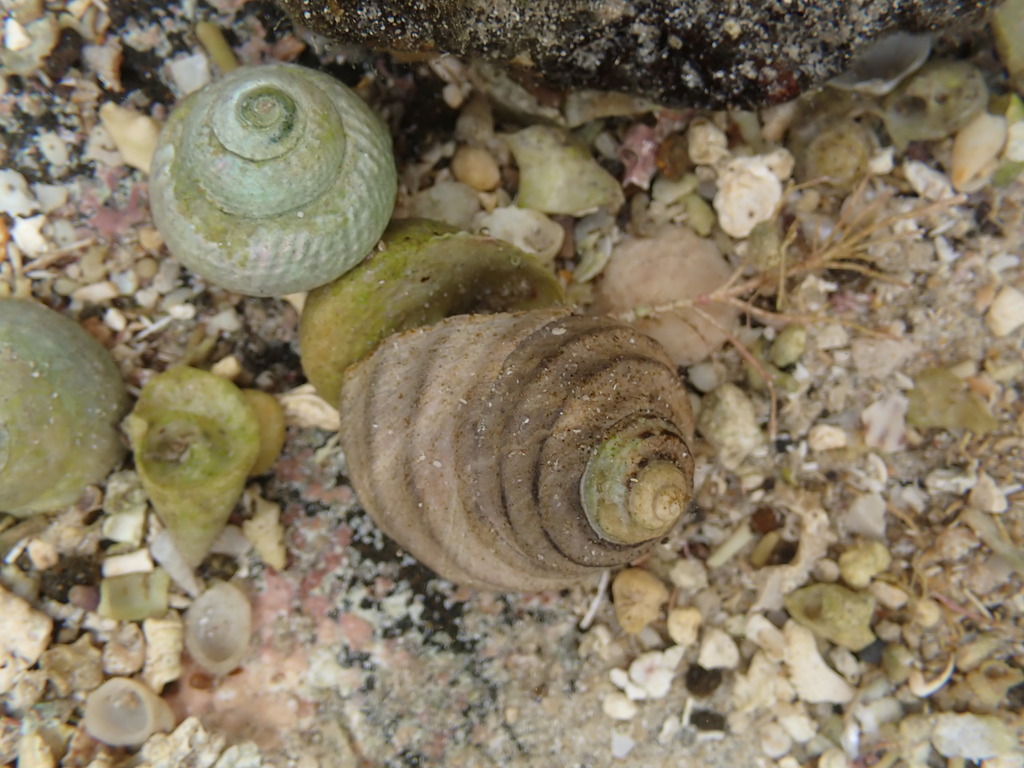 Southern ribbed top snail from Moyne - South, Victoria, Australia on ...