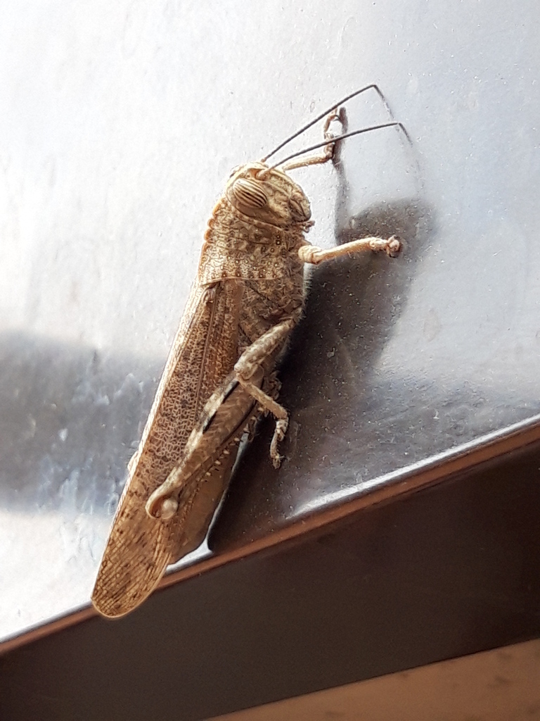Egyptian Bird Grasshopper from 10048 Vinovo TO, Italia on January 5 ...